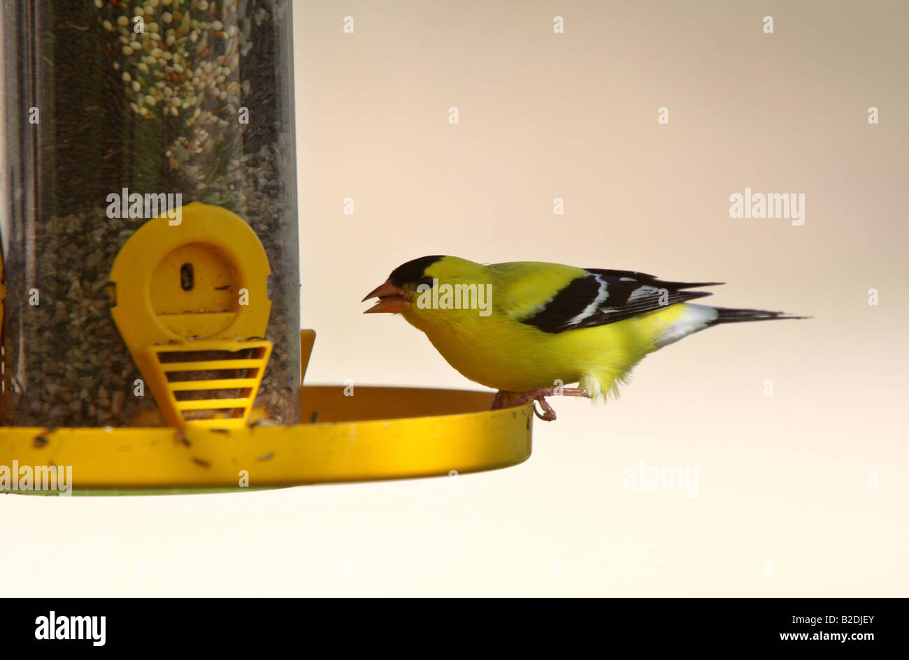 New world goldfinch hi-res stock photography and images - Alamy