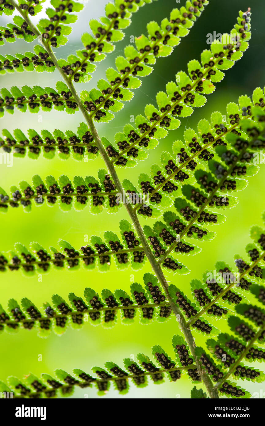 Dryopteris affinis. Golden shield fern / Scaly male fern pattern Stock ...