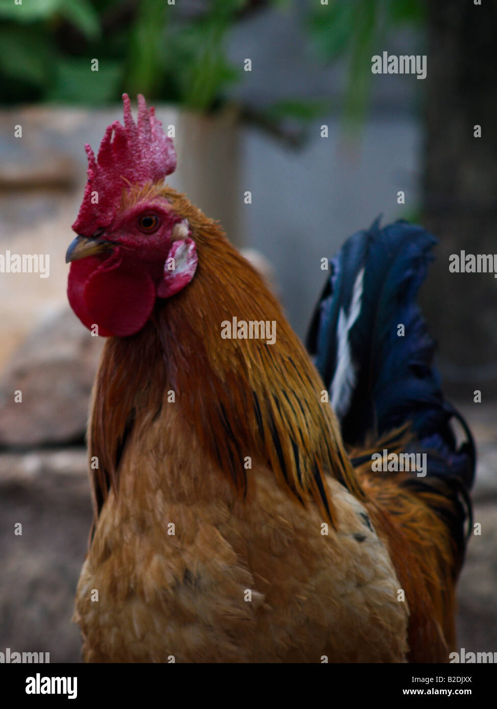 The cockerel or 'Jongwe', Symbol of Zanu PF, Zimbabwe Stock Photo - Alamy