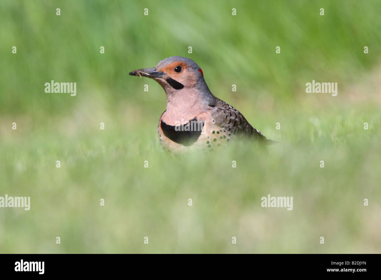 Northern Flicker in grass Stock Photo - Alamy