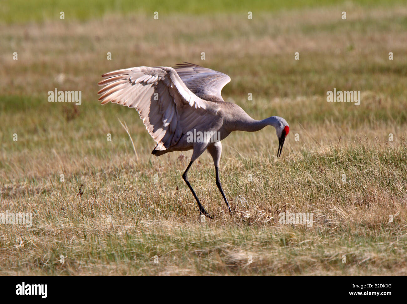 Sandhill Cranes during courting season Stock Photo - Alamy
