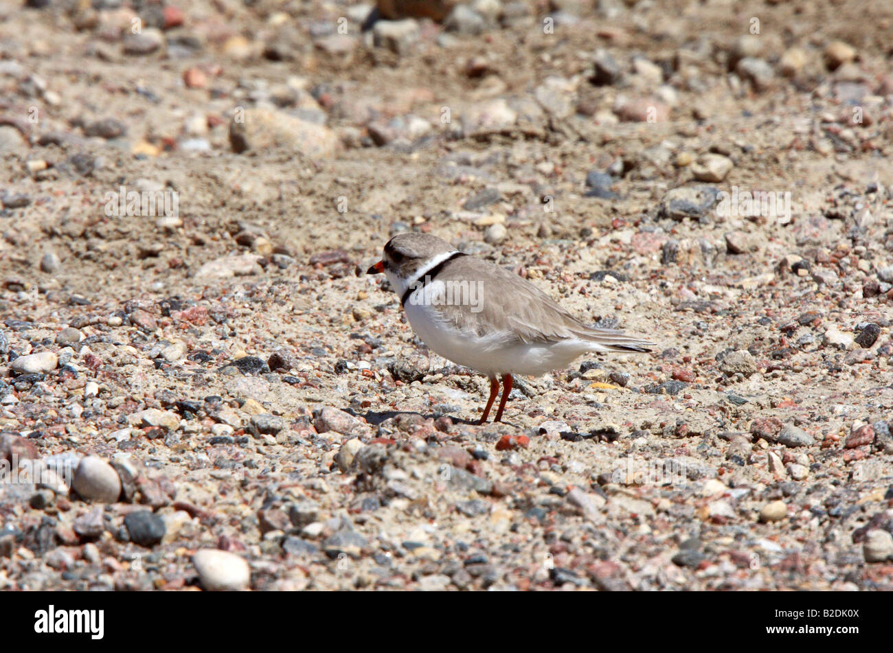 Piping Plover on gravel Stock Photo - Alamy