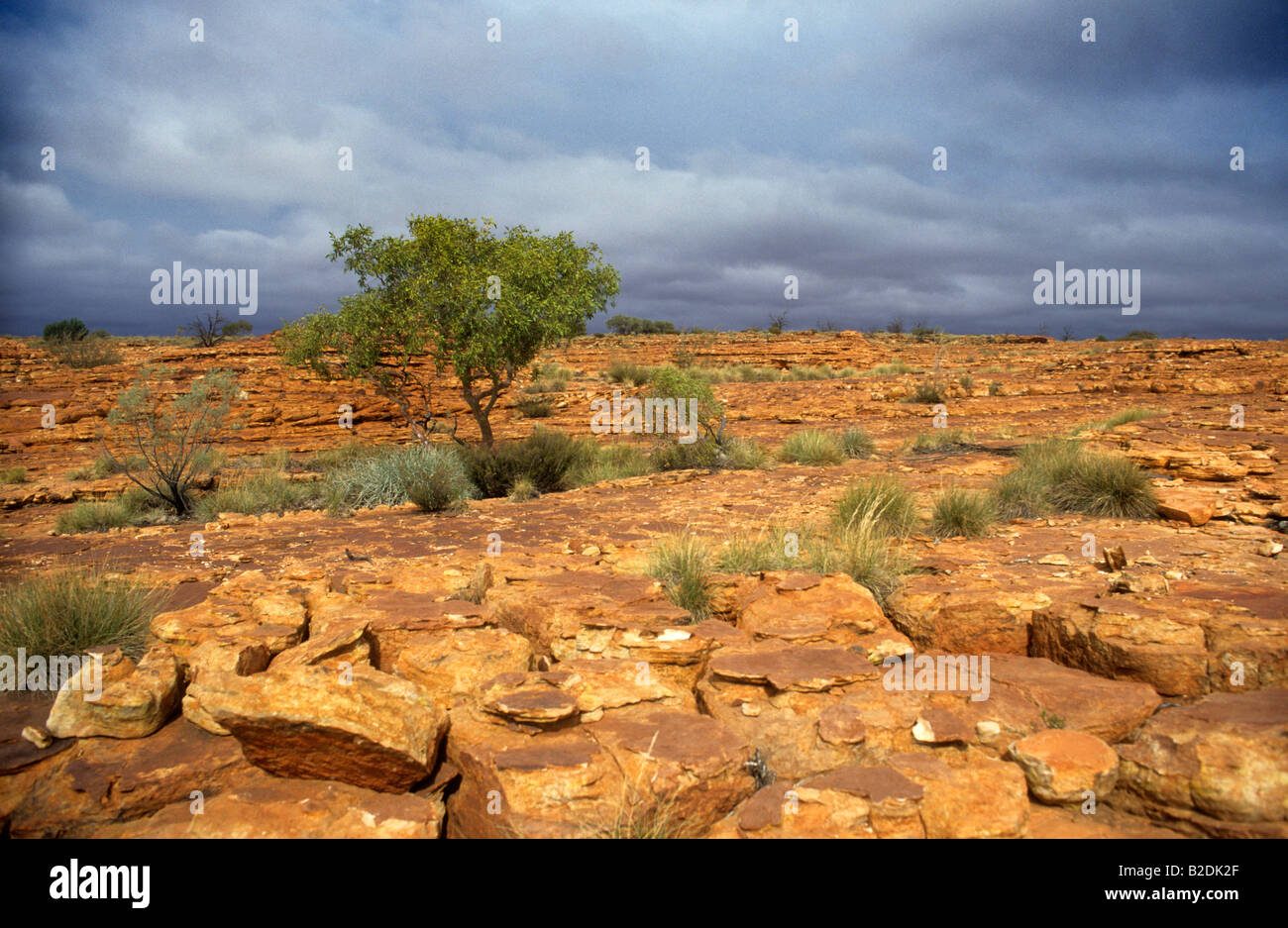 A lone tree survives on an exposed rock plateau, under a stormy sky, at ...
