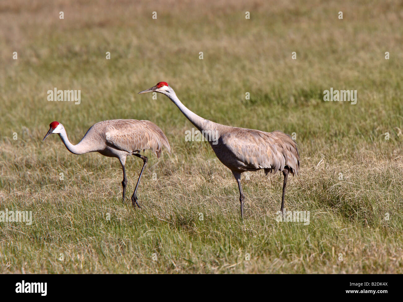 Sandhill Cranes during courting season Stock Photo - Alamy
