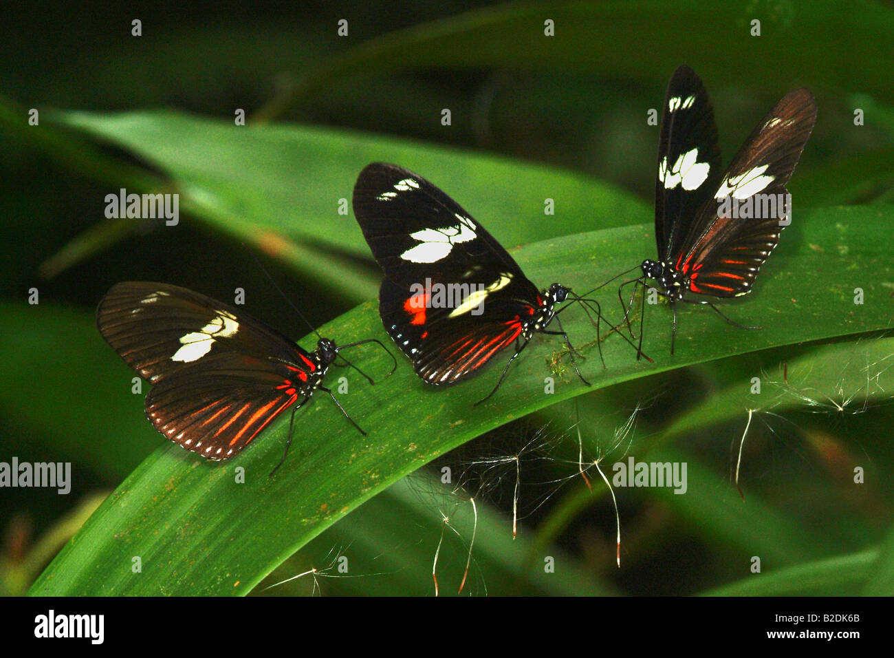 Longwing heliconius doris hi-res stock photography and images - Alamy