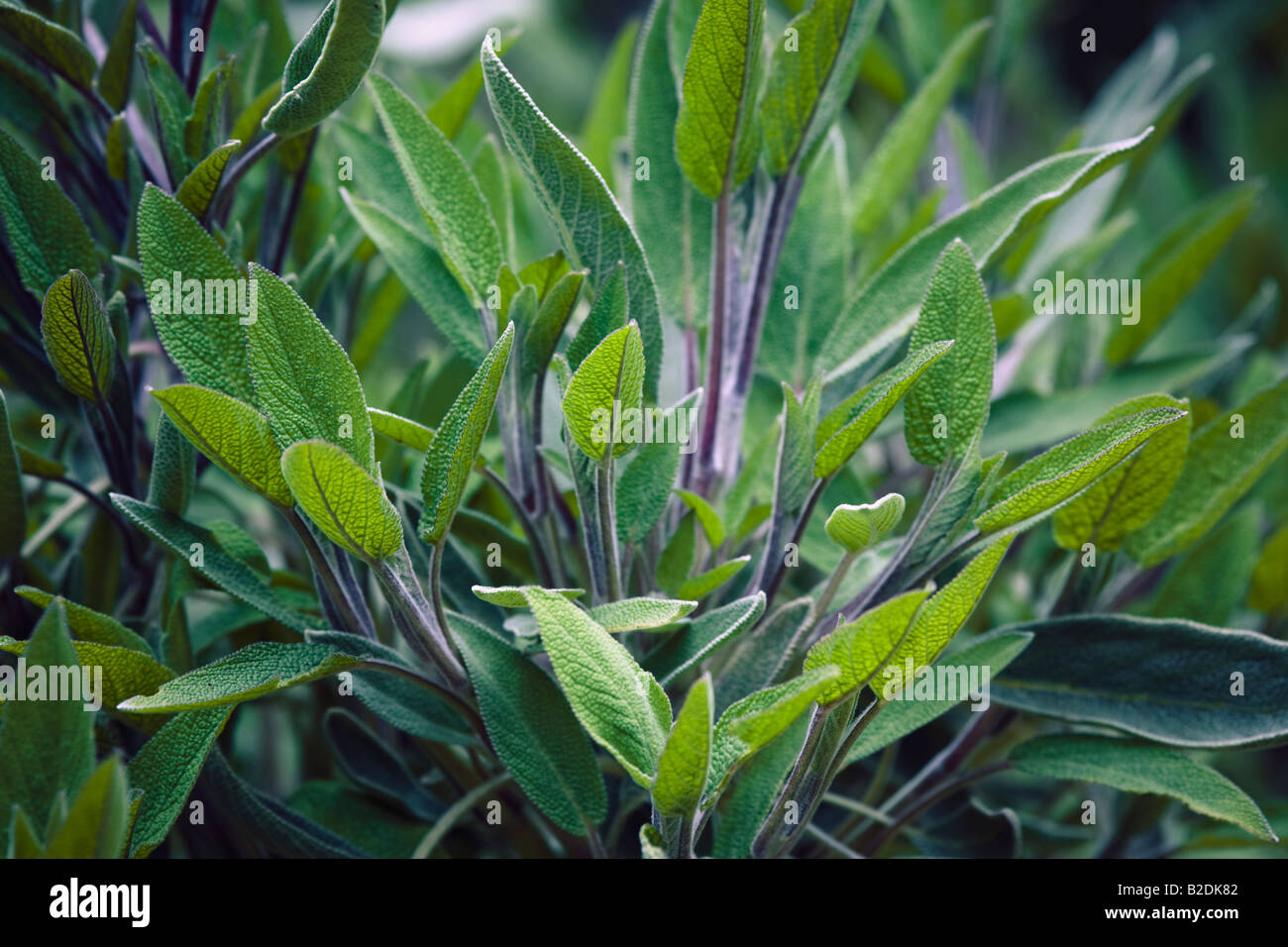The sage hi-res stock photography and images - Alamy