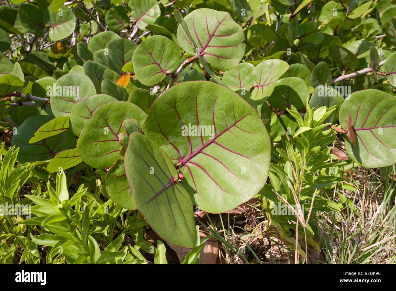 Sea grape coccoloba uvifera hi-res stock photography and images - Alamy