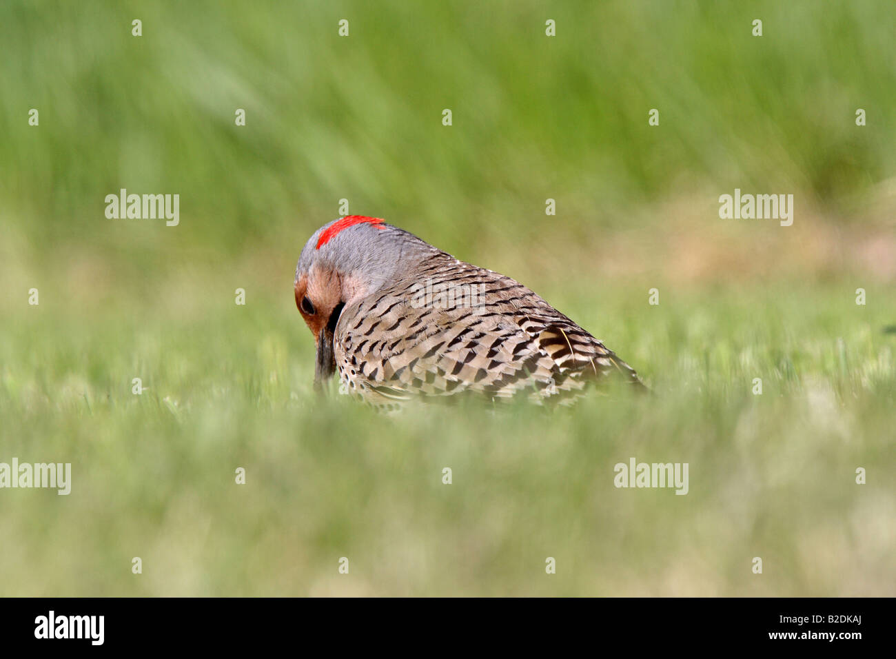 Northern Flicker in grass Stock Photo - Alamy