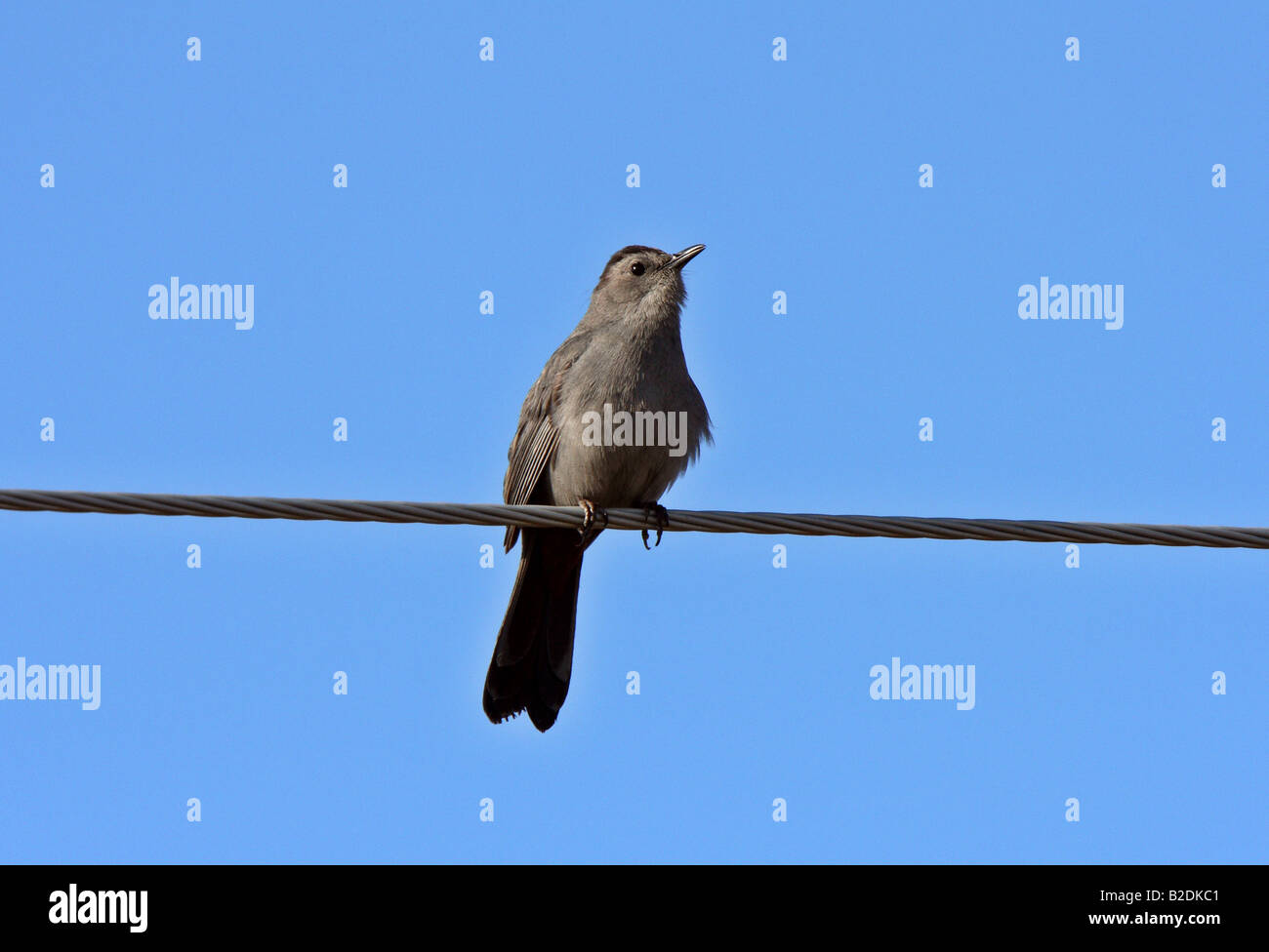 New world flycatcher hi-res stock photography and images - Alamy