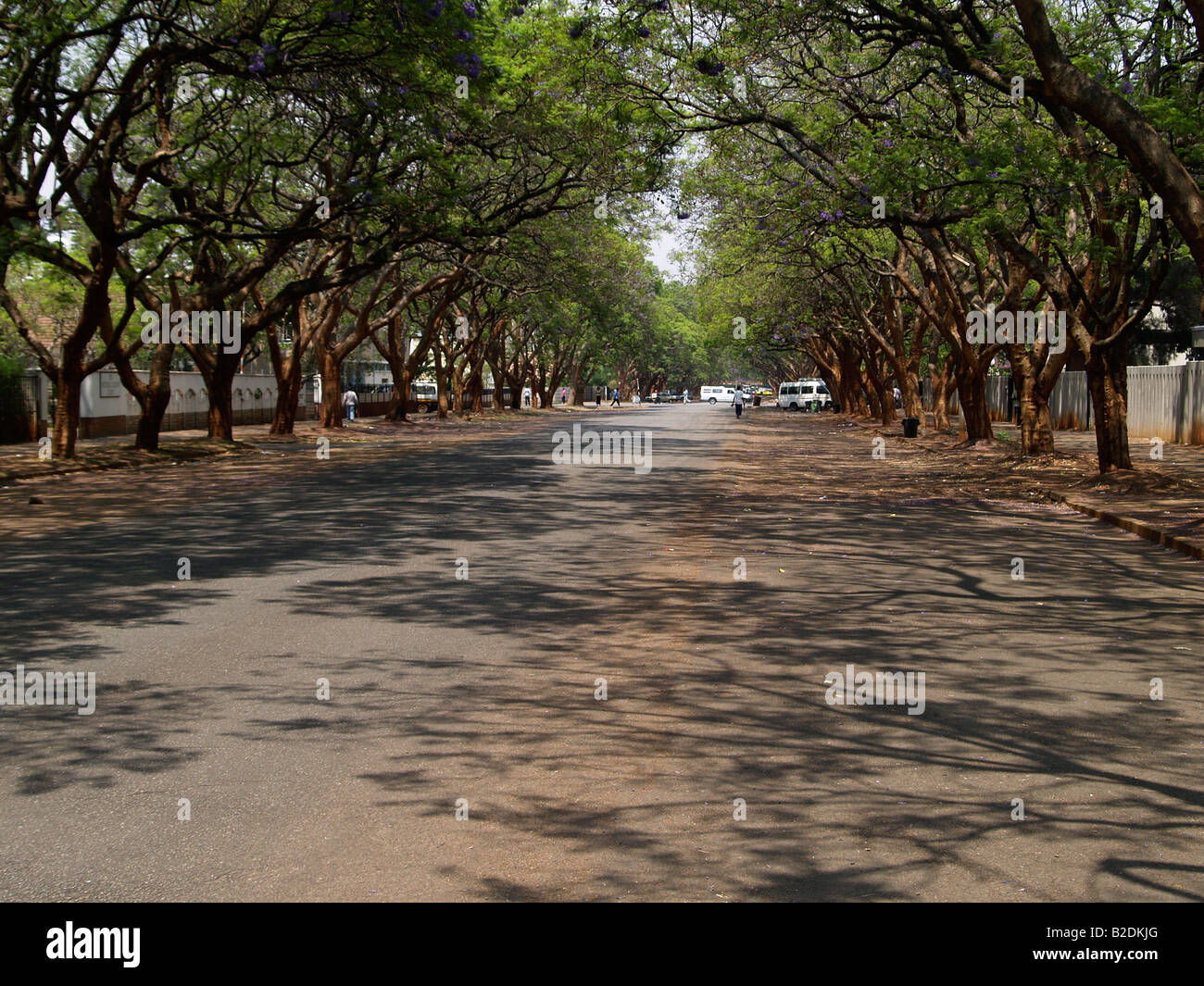Jacaranda tree lined avenue hi-res stock photography and images - Alamy