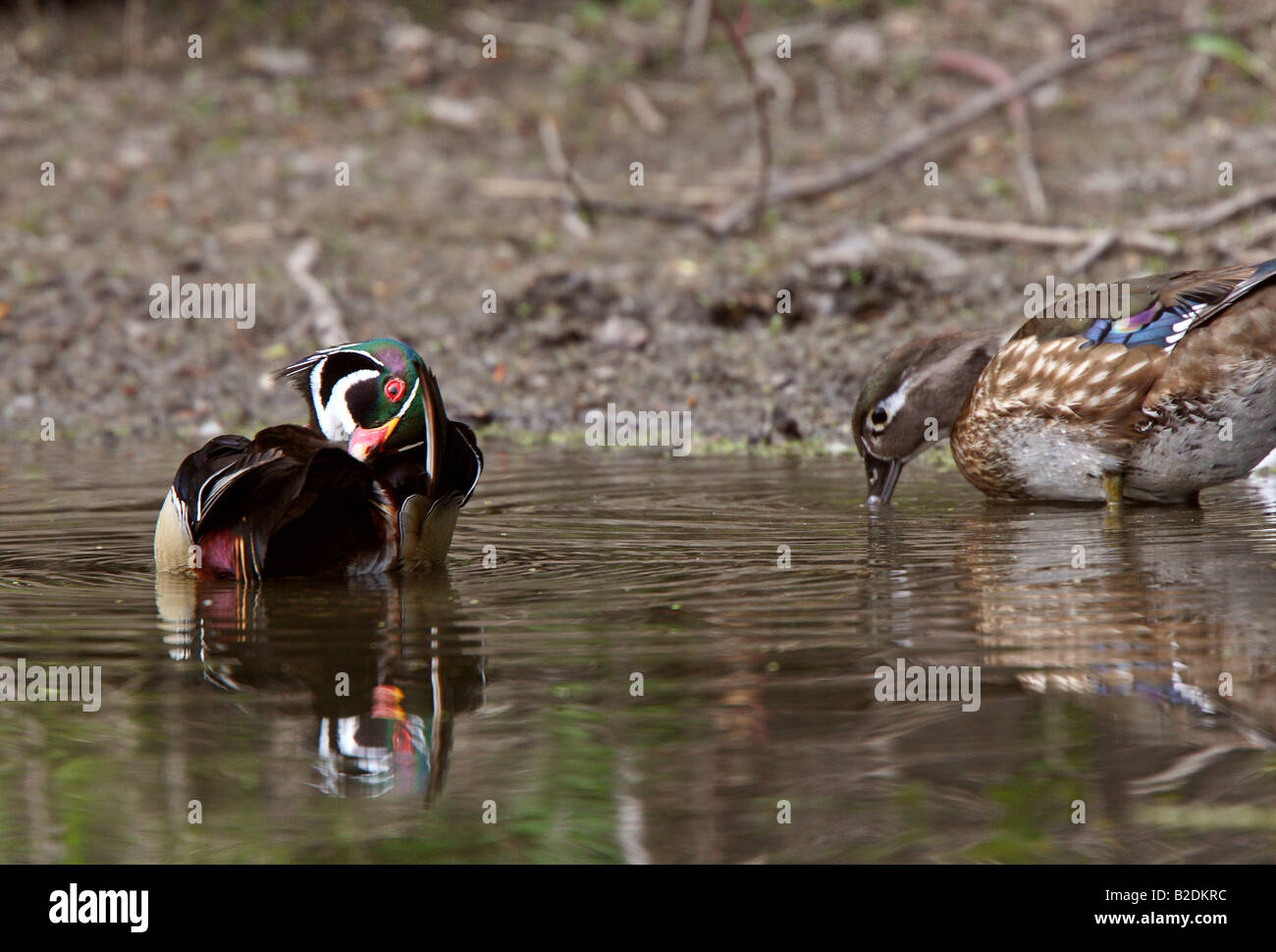 Wood duck drake hen swimming hi-res stock photography and images - Alamy