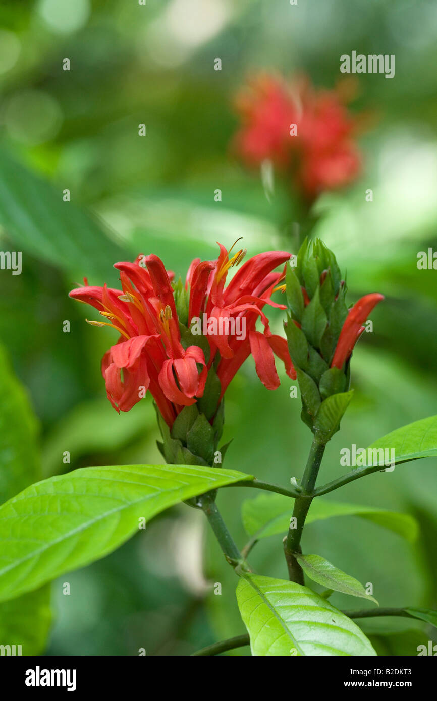 Red Flowering Plant Diamond Botanical Gardens and Waterfall Soufriere ...