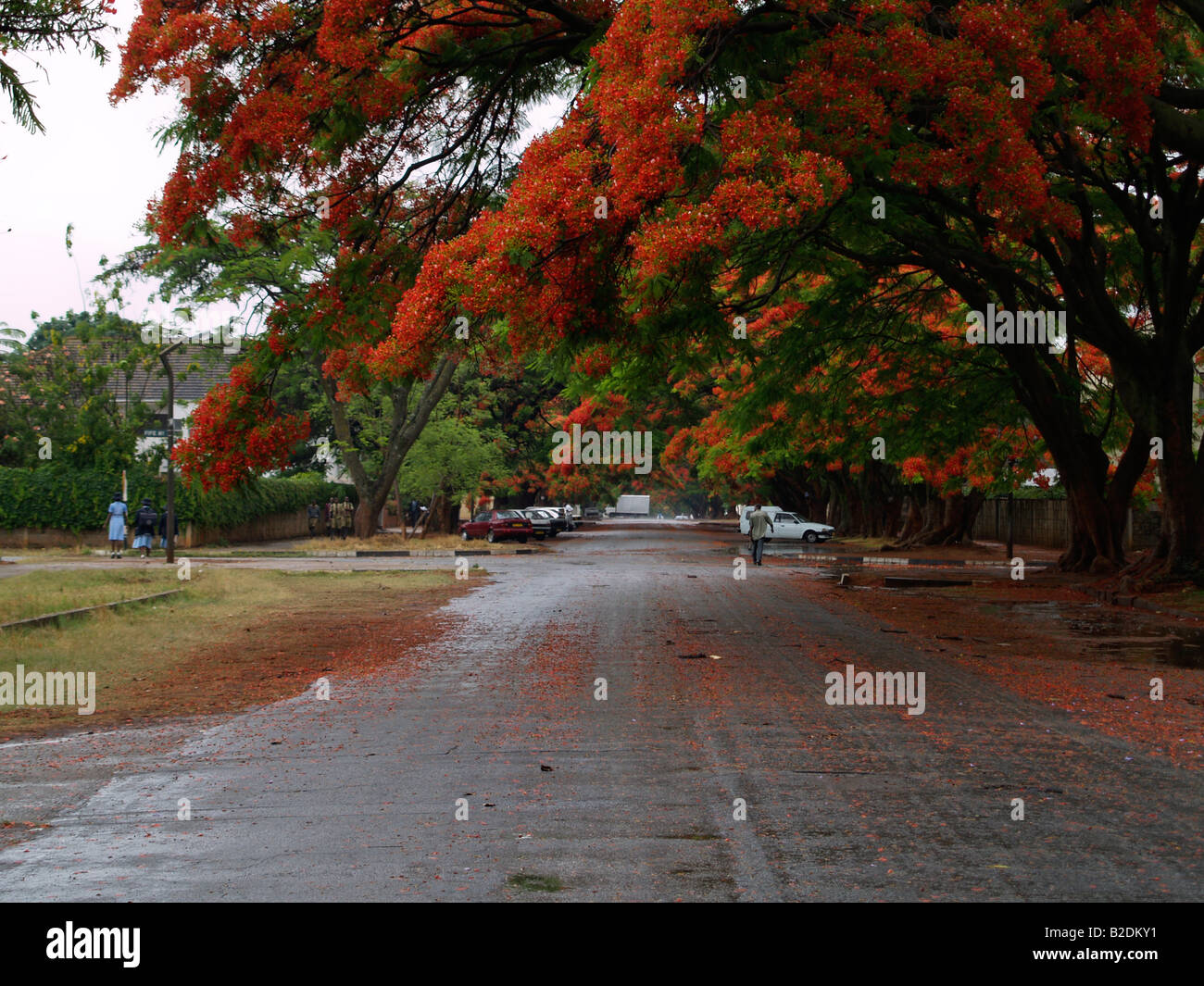 Flambouyant tree lined street. The avenues, Harare Zimbabwe Stock Photo ...