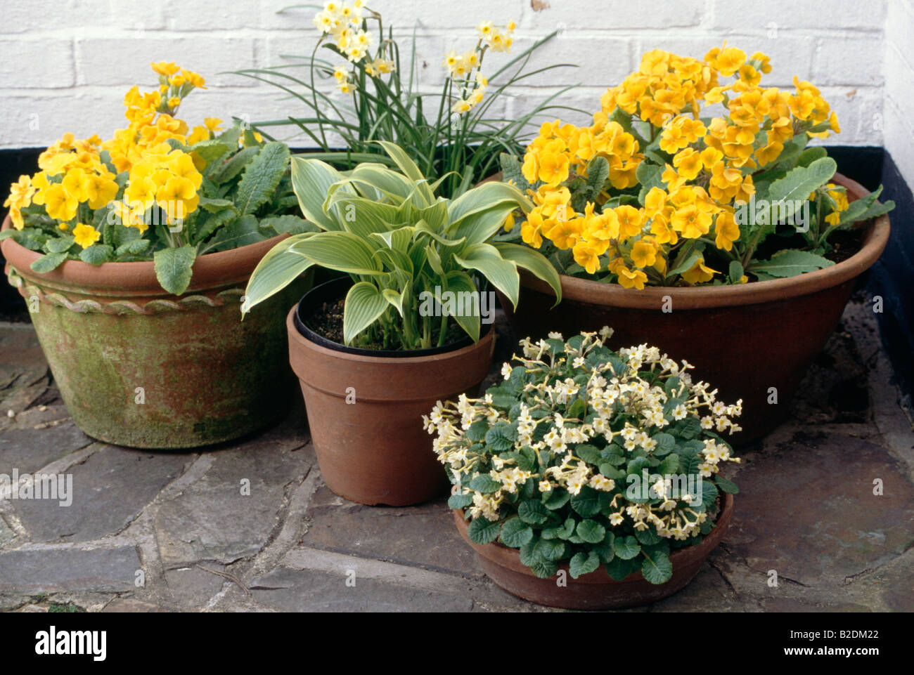 Close up of terracotta pots with hostas and yellow primulas and ...