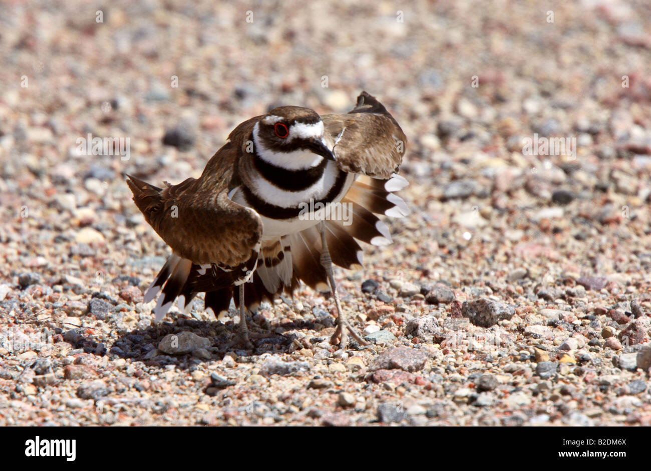 Broken wing act hi-res stock photography and images - Alamy