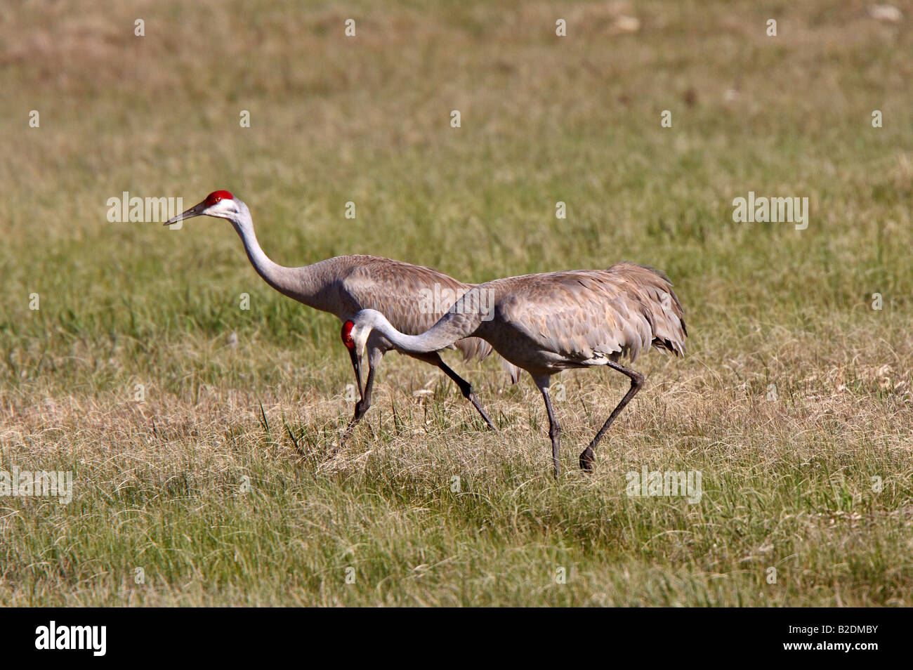 Sandhill Cranes during courting season Stock Photo - Alamy