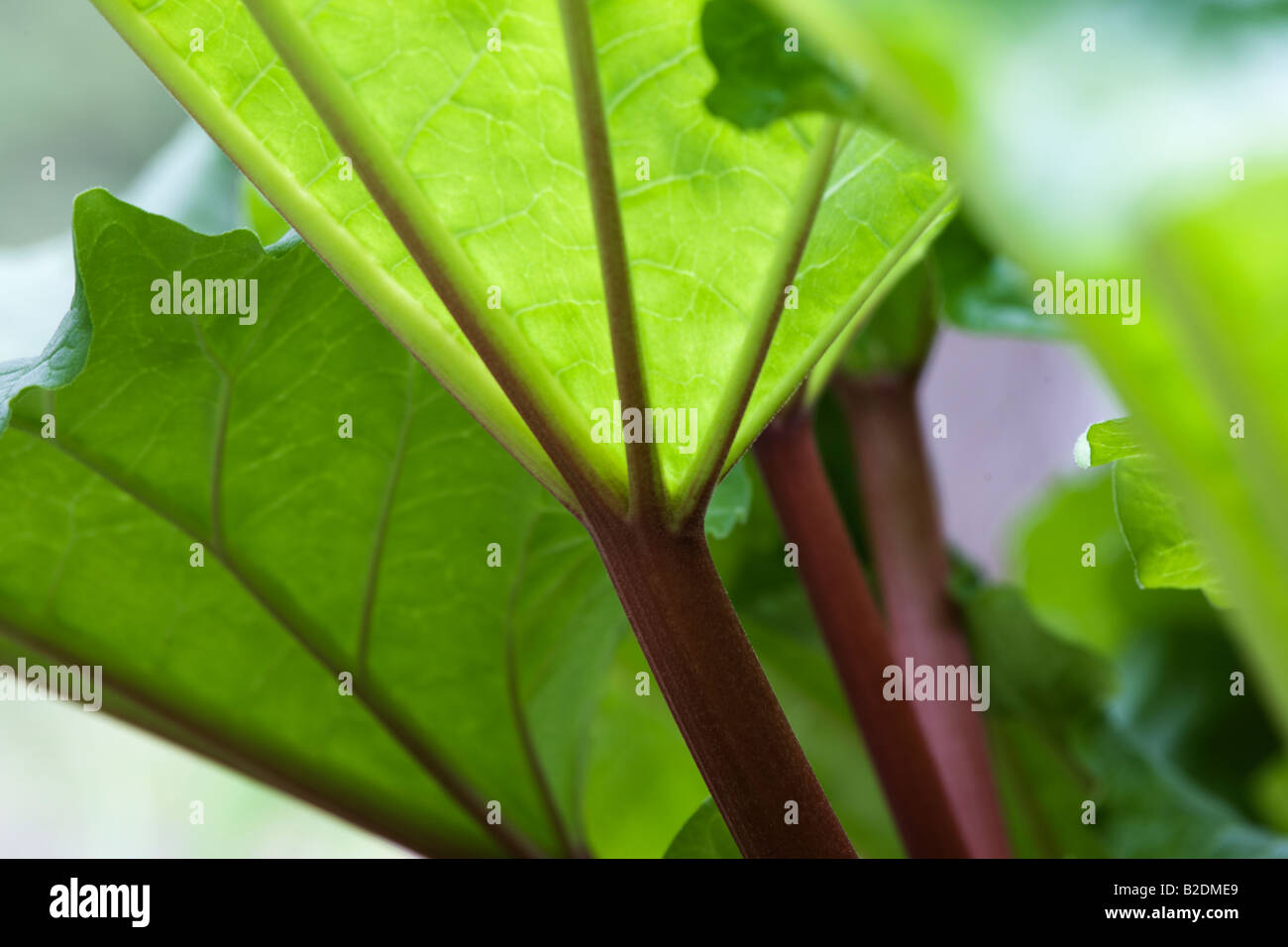 Rhubarb plant hi-res stock photography and images - Alamy