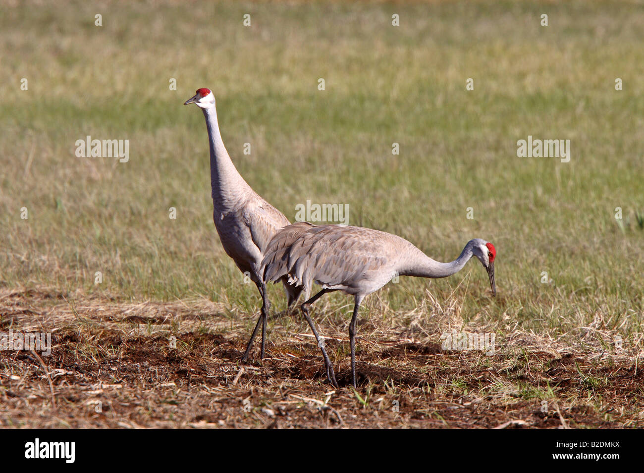 Sandhill Cranes during courting season Stock Photo - Alamy