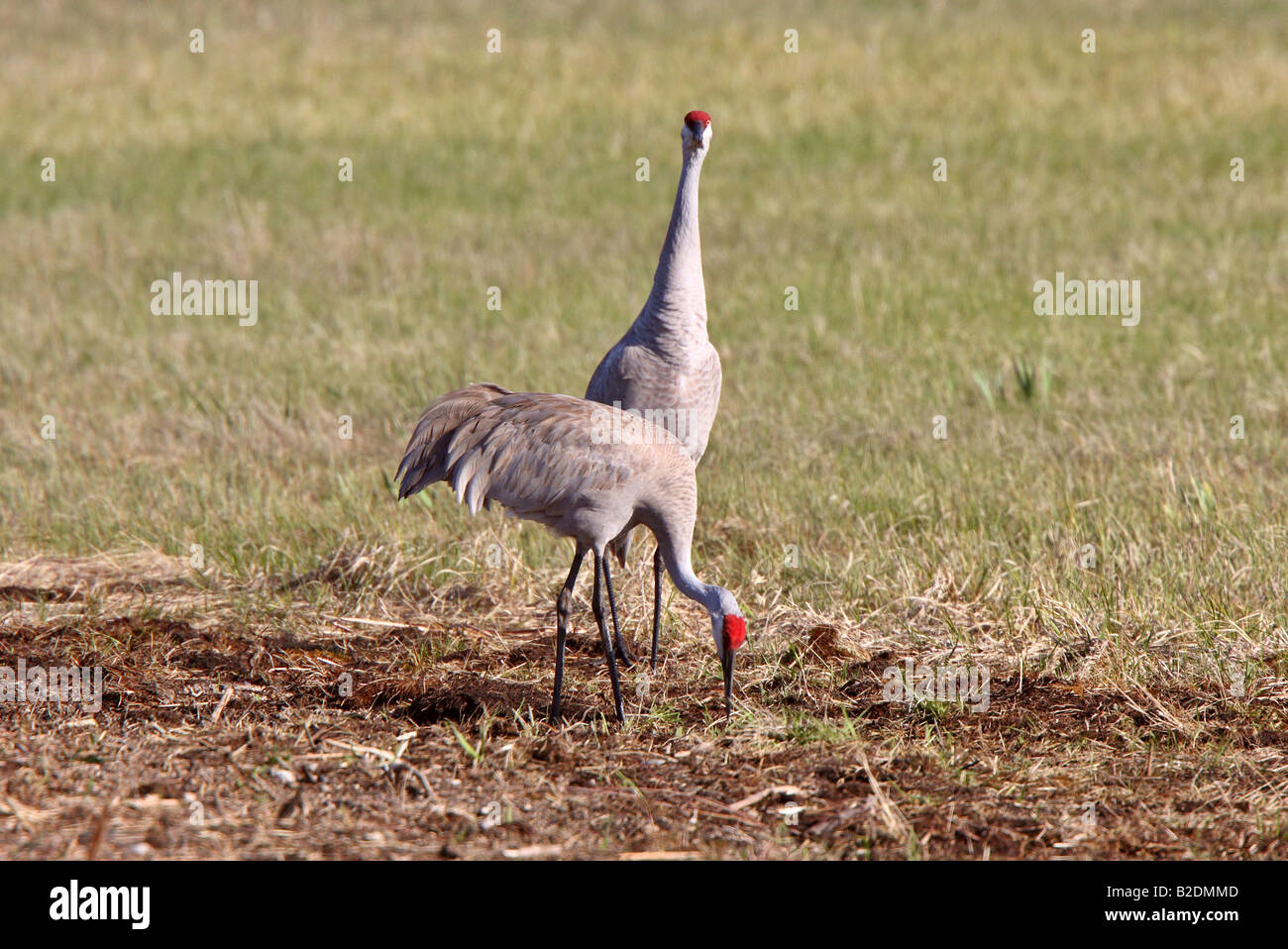 Sandhill Cranes during courting season Stock Photo - Alamy