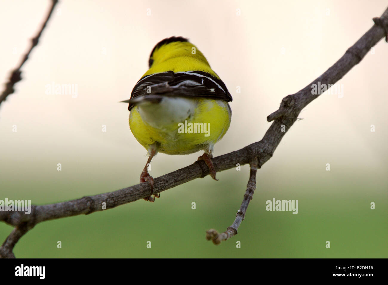 New world goldfinch hi-res stock photography and images - Alamy