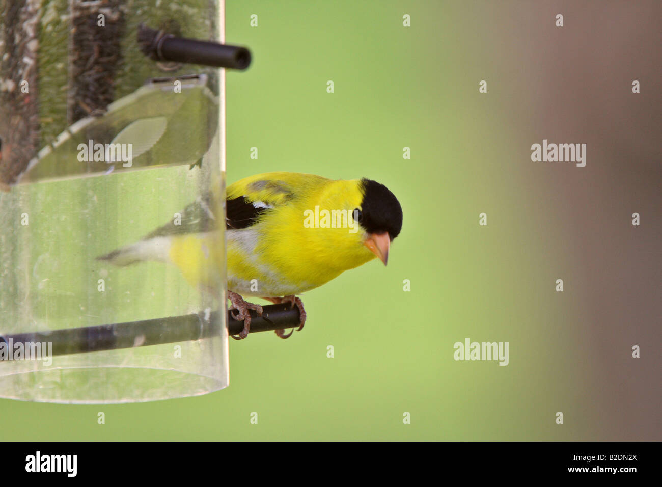 New world goldfinch hi-res stock photography and images - Alamy