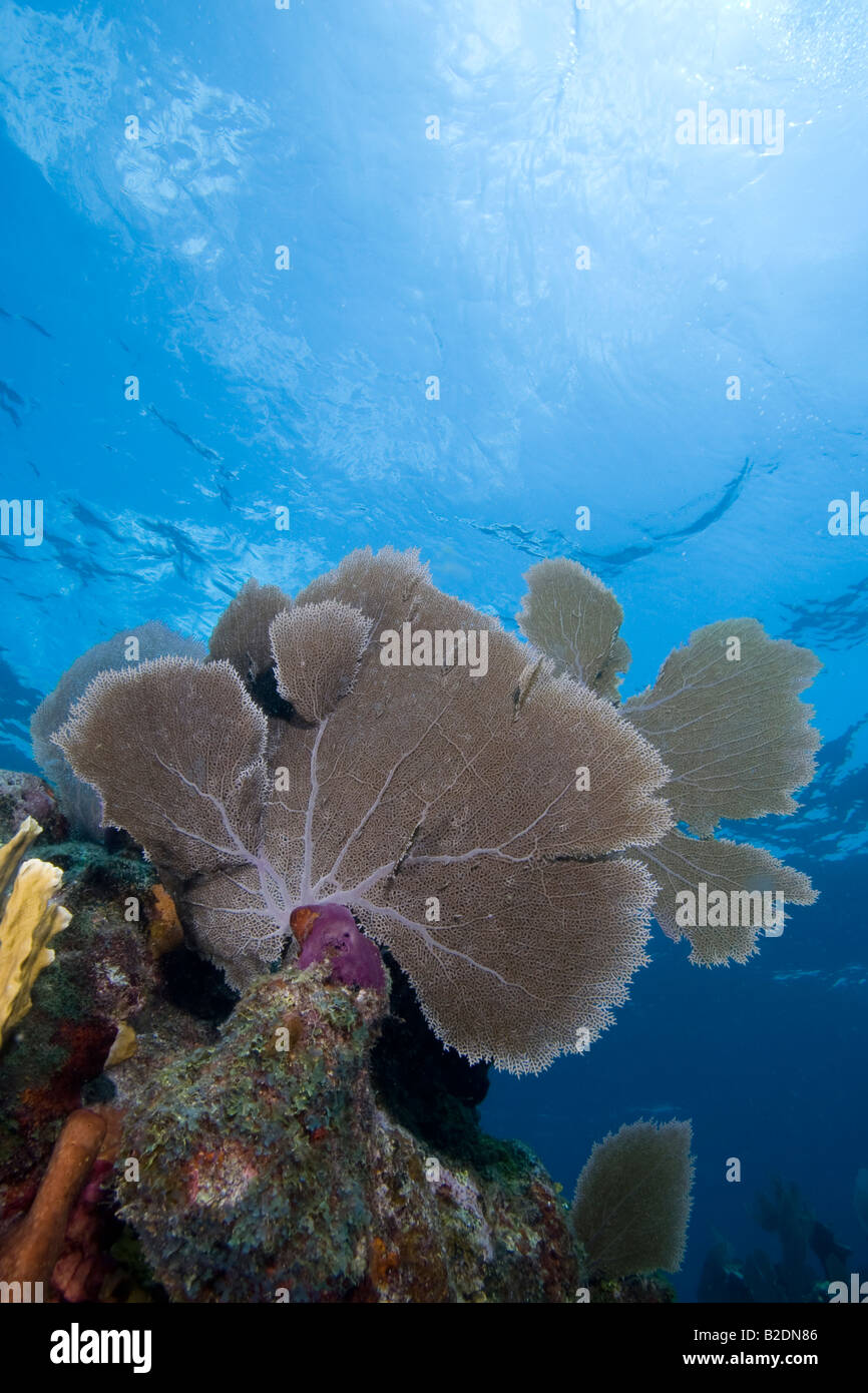 A beautiful Sea Fan underwater on the coral reef Stock Photo - Alamy