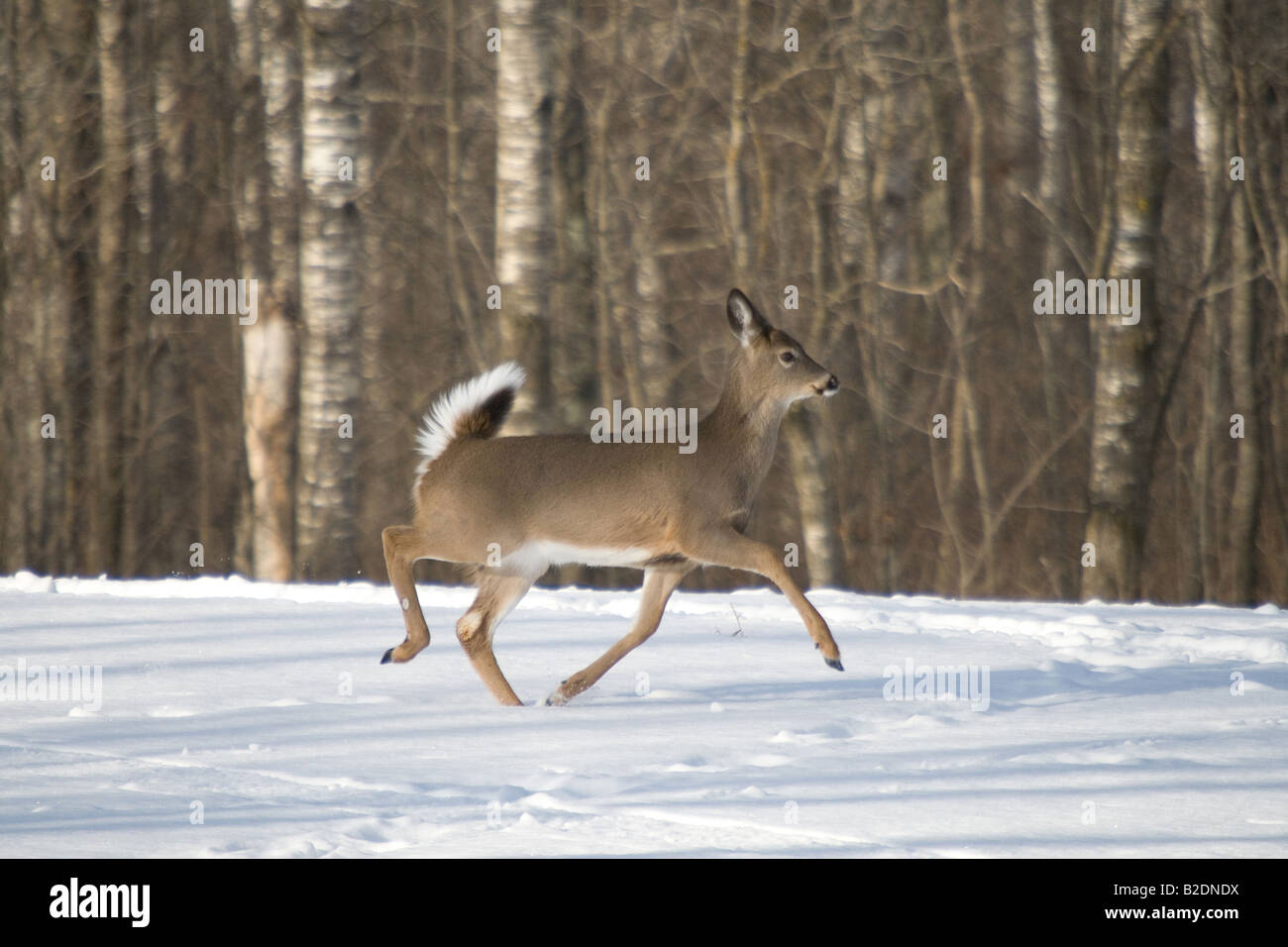 Deer prancing hi-res stock photography and images - Alamy