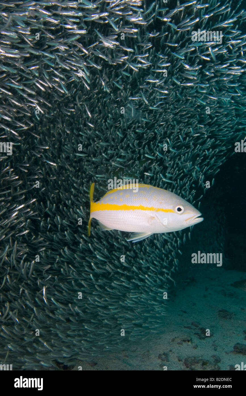 Yellowtail snapper feeding hi-res stock photography and images - Alamy