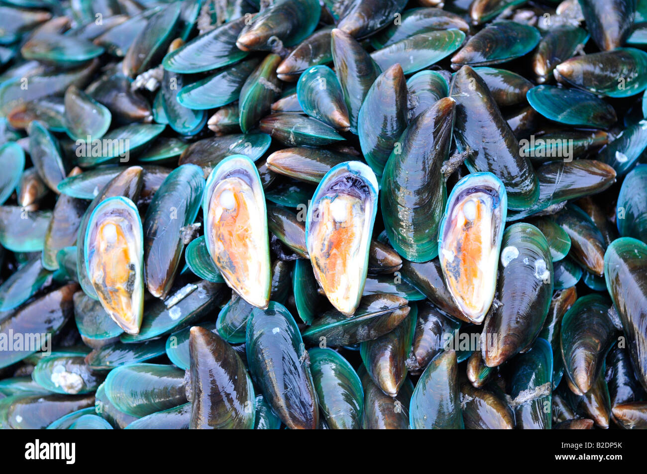 Green lipped mussels hi-res stock photography and images - Alamy