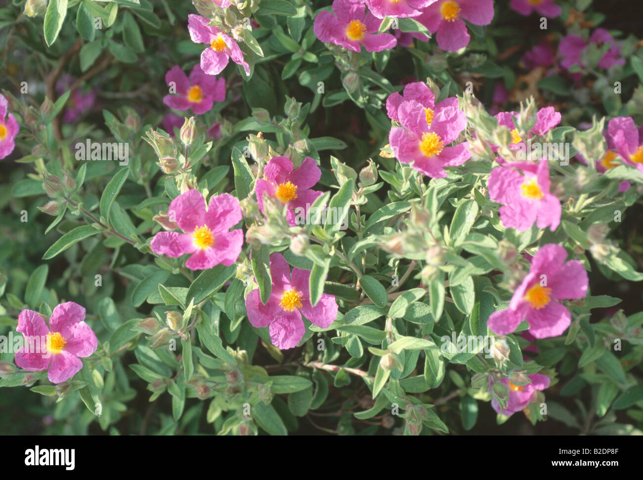 Cistus plants hi-res stock photography and images - Alamy