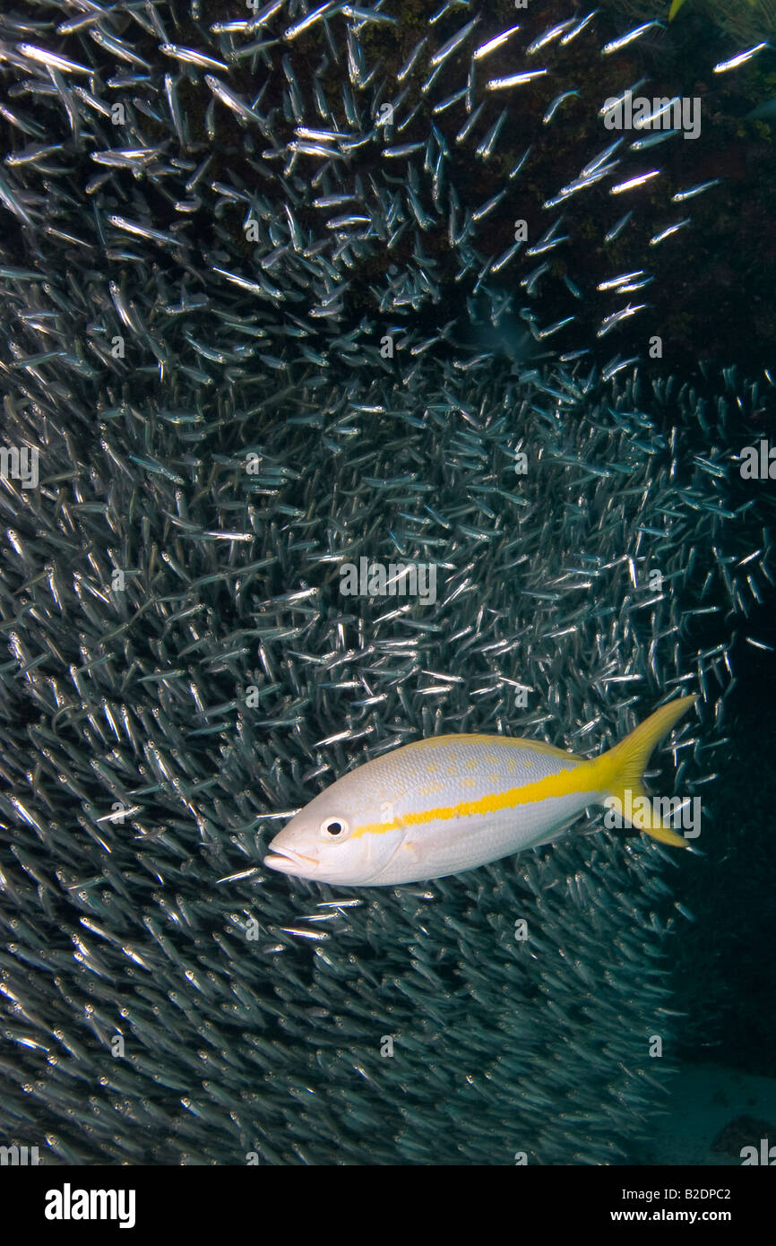 Yellowtail feeding on a school of baitfish Stock Photo - Alamy