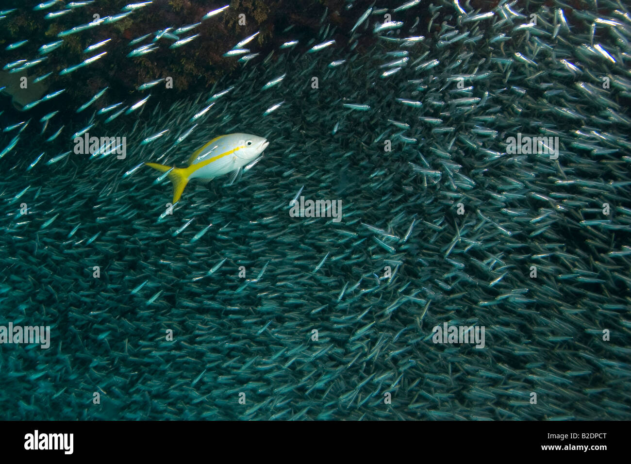 Yellowtail reef fish hi-res stock photography and images - Alamy