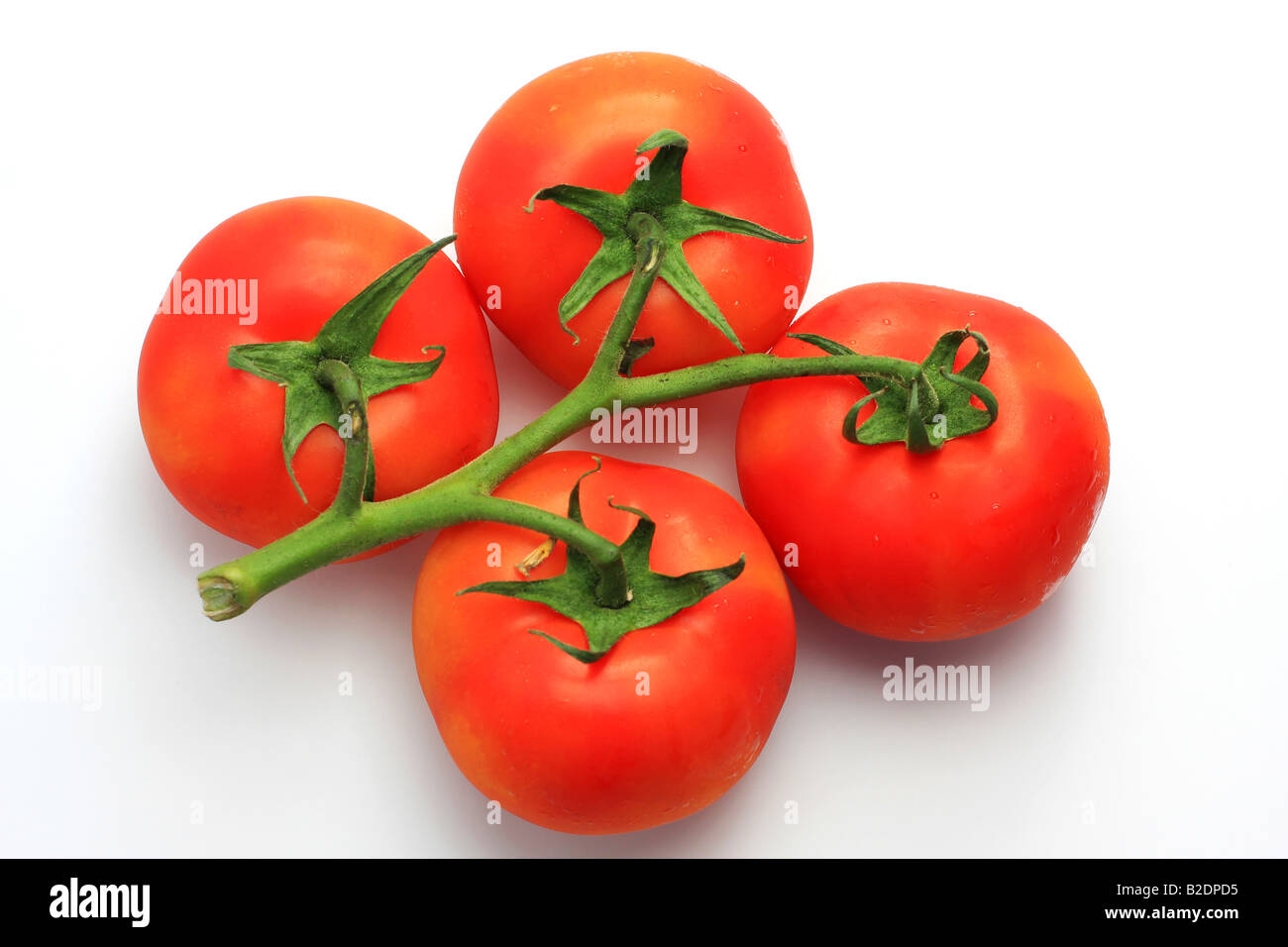 four red tomatoes on the stem shot in studio on white concept of ...