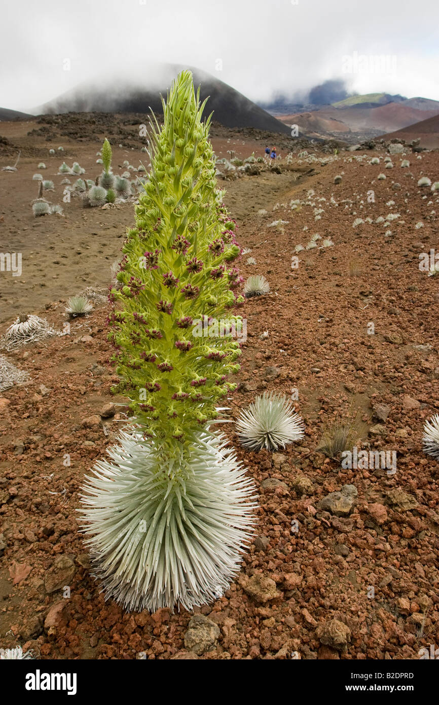 BLOOMING SILVERSWORD IN HALEAKALA CRATER, MAUI, HAWAII Stock Photo - Alamy