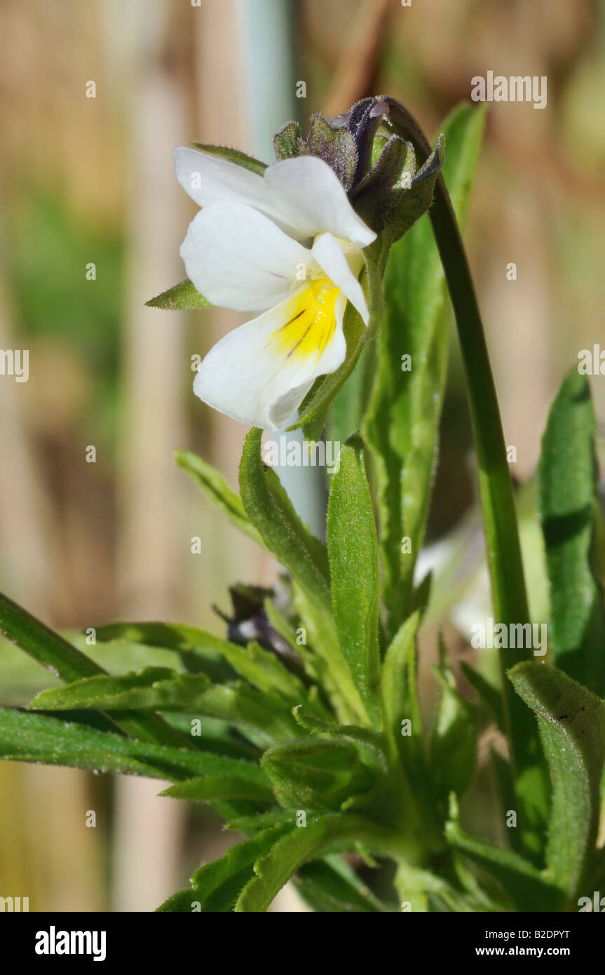 Field Pansy Viola arvensis In wheat field Stock Photo - Alamy