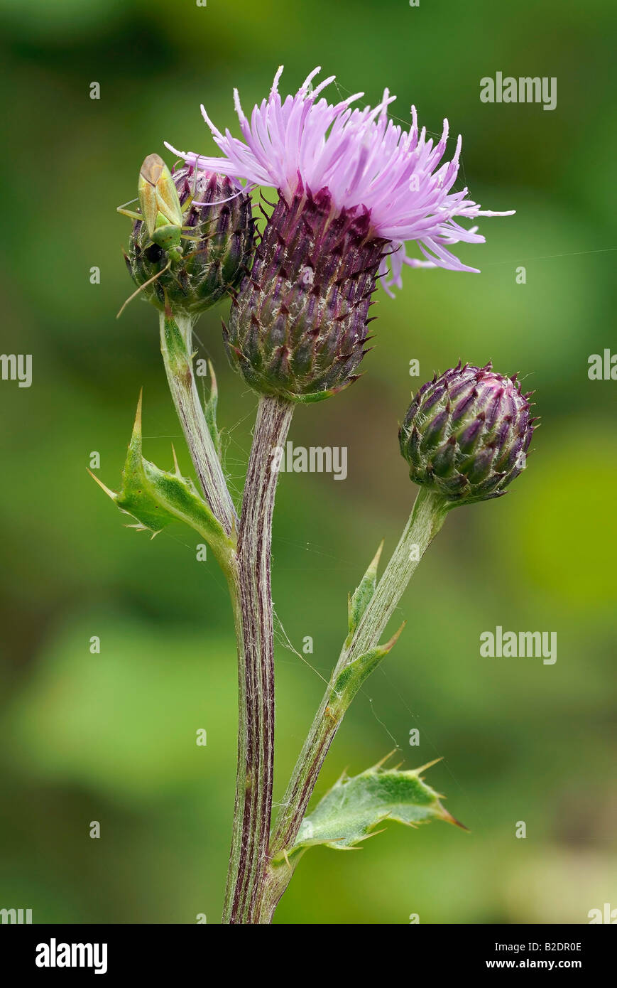 Meadow Thistle Cirsium dissectum with Plant Bug Stock Photo - Alamy