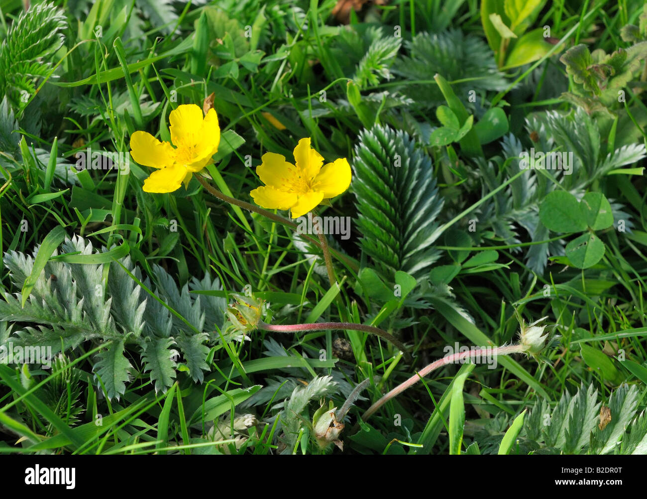 Silverweed Potentilla anserina Stock Photo - Alamy
