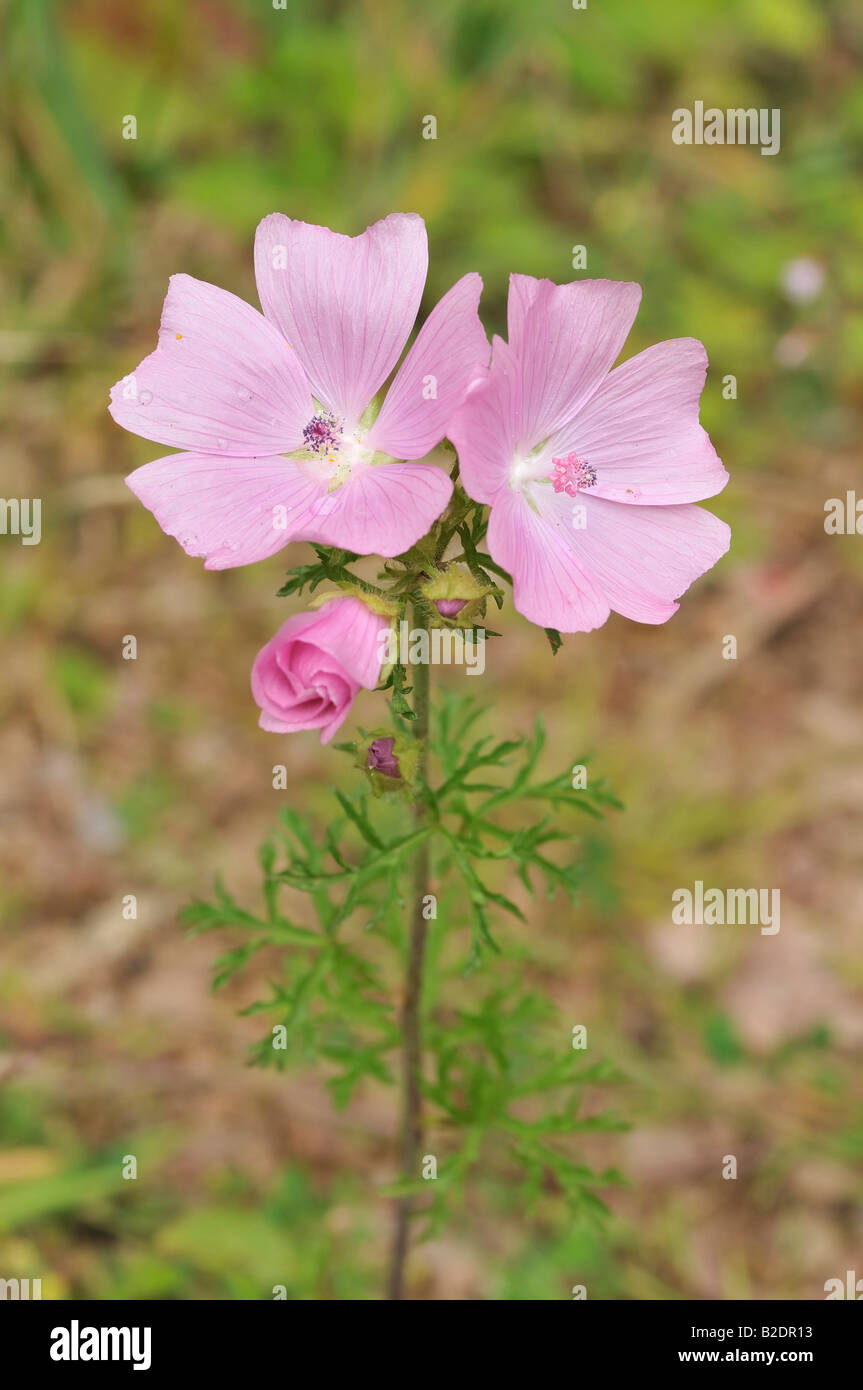 Musk Mallow Malva moschata Stock Photo - Alamy