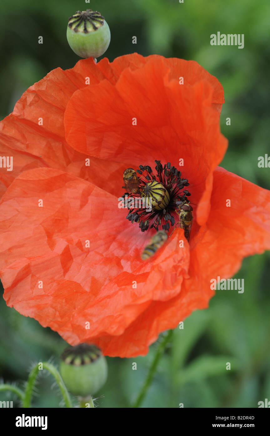 Poppy at wayside hi-res stock photography and images - Alamy