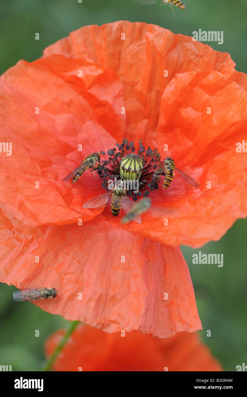 Common poppy plant hi-res stock photography and images - Alamy