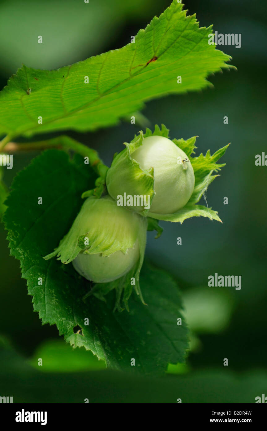 Hazel copice uk hi-res stock photography and images - Alamy