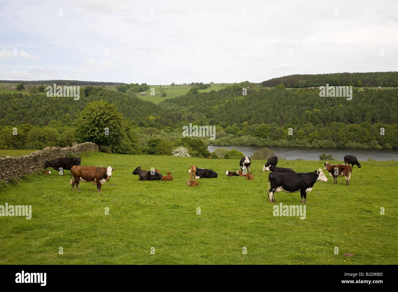 Leathley yorkshire hi-res stock photography and images - Alamy