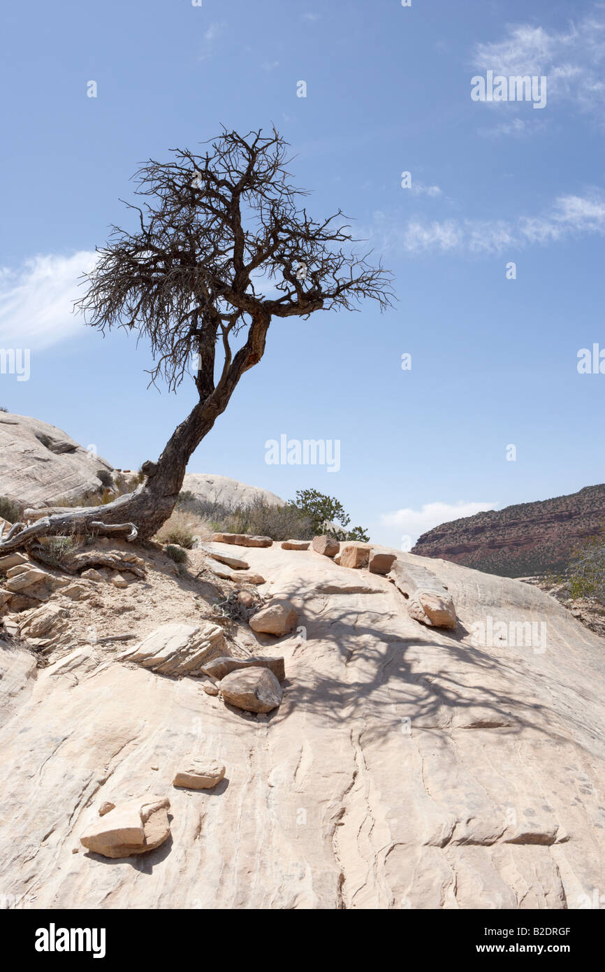 View of Landscape in the Natural Bridges National Monument Utah USA ...