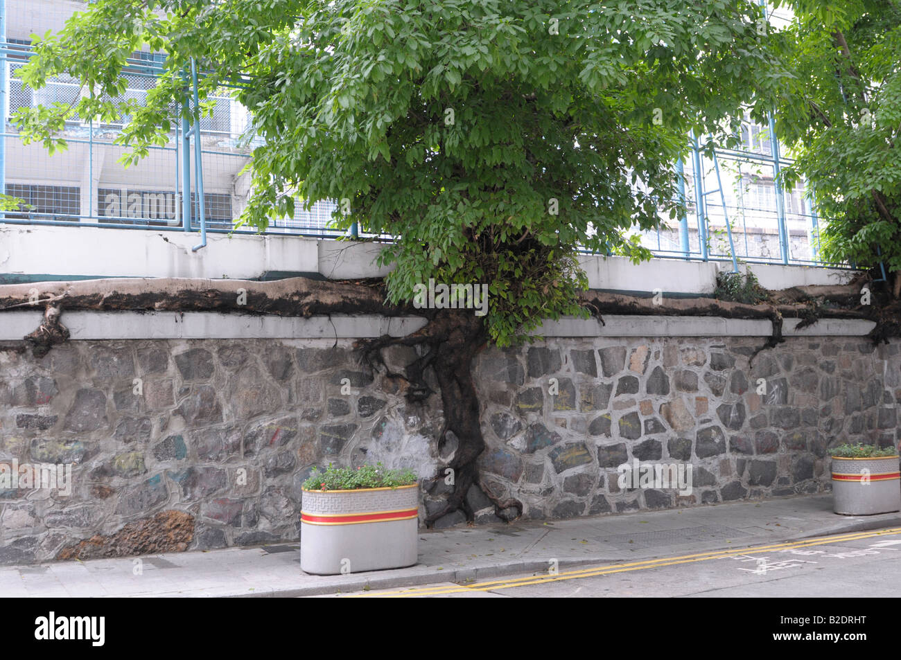 crawling tree along wall , hong kong island , hong hong , china Stock ...