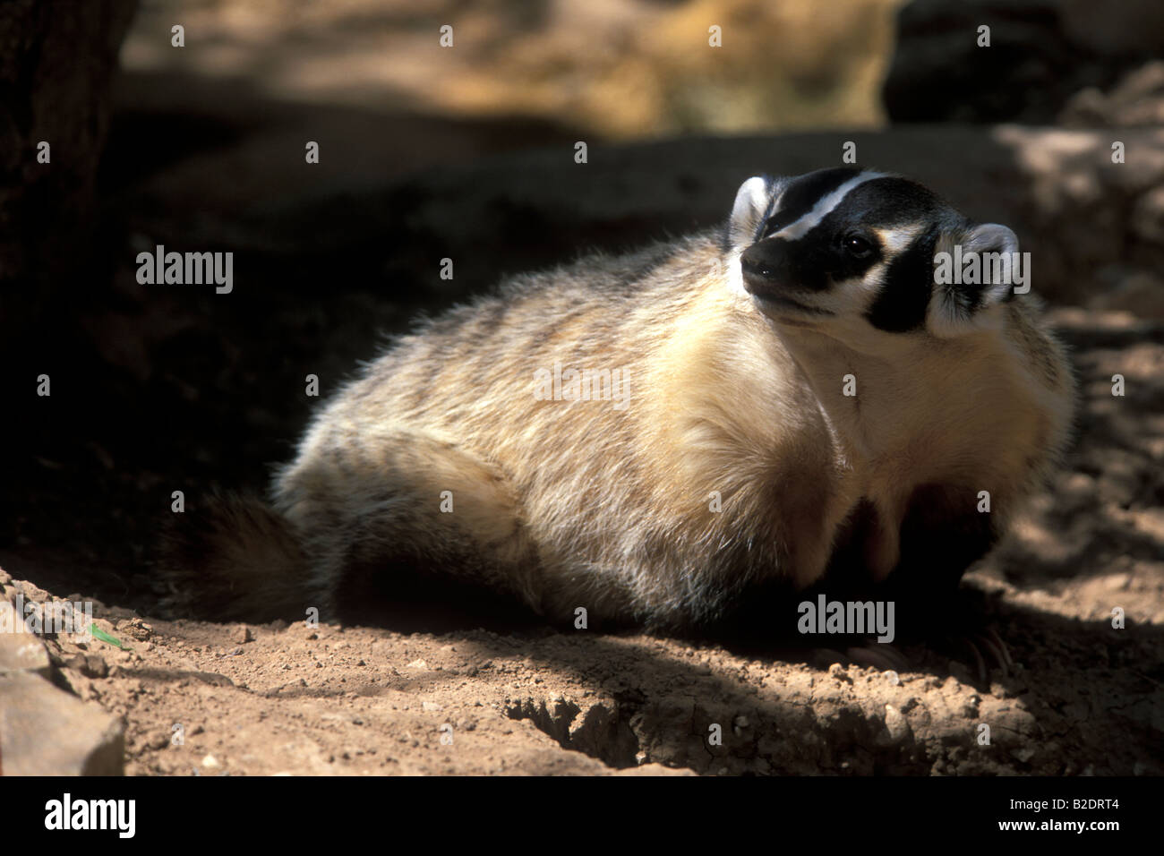 Tasso di taxus hi-res stock photography and images - Alamy