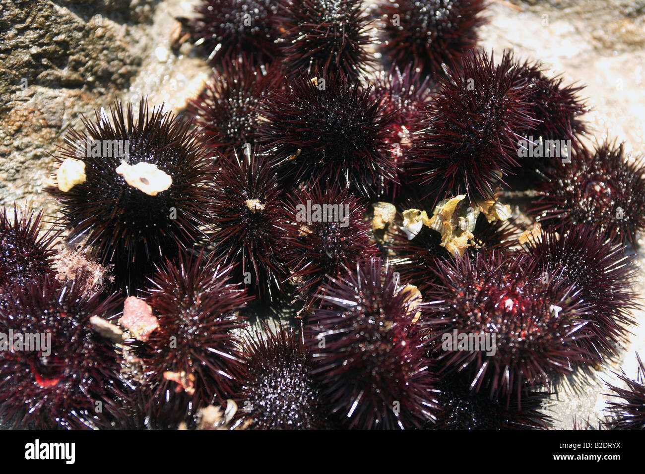 greece close up of black sea urchin's Stock Photo - Alamy