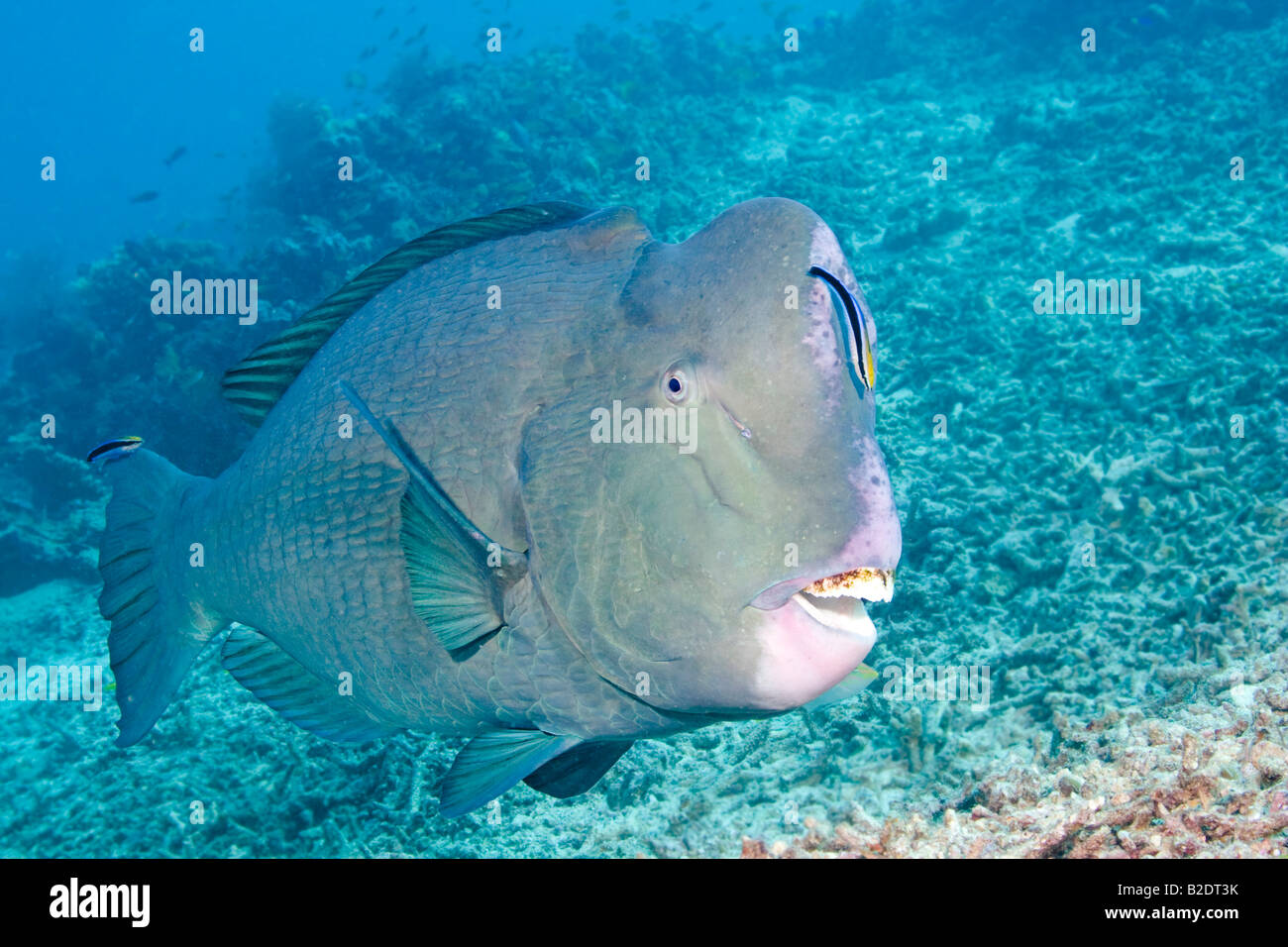 Humphead Parrotfish Eating Rock