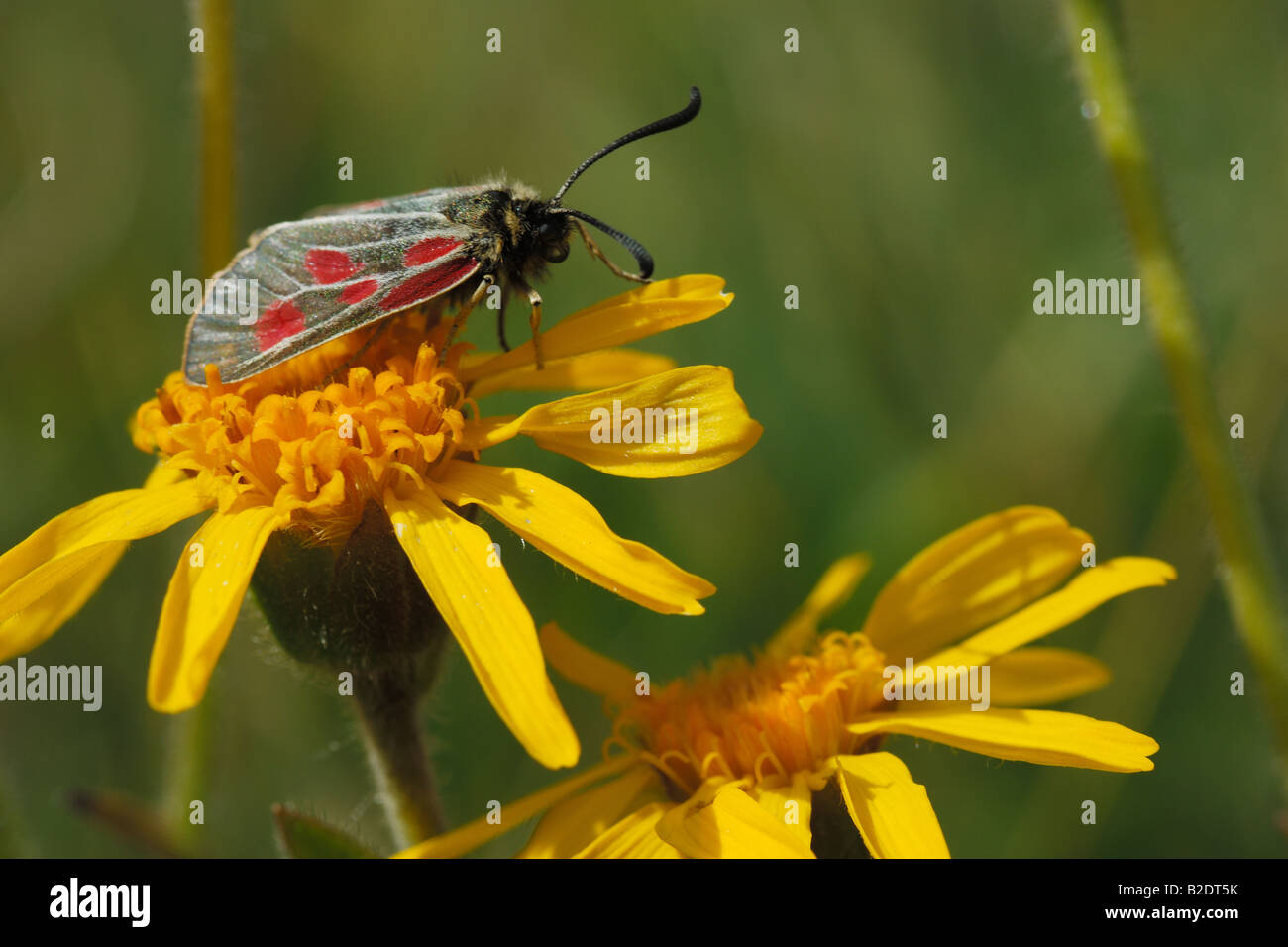 Zigena hi-res stock photography and images - Alamy