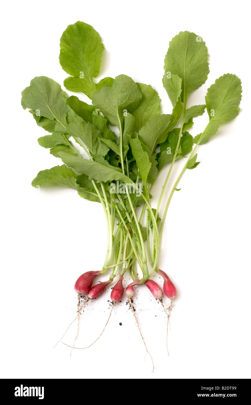 Red radishes with green tops hi-res stock photography and images - Alamy
