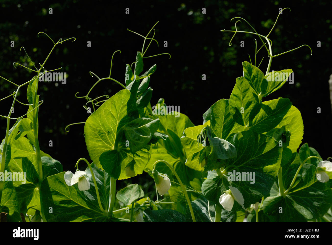 Pea Early Onward Stock Photo - Alamy